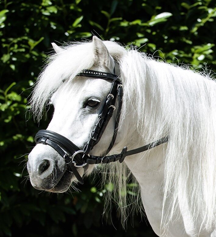 Kamanos Mini Shety | Avena