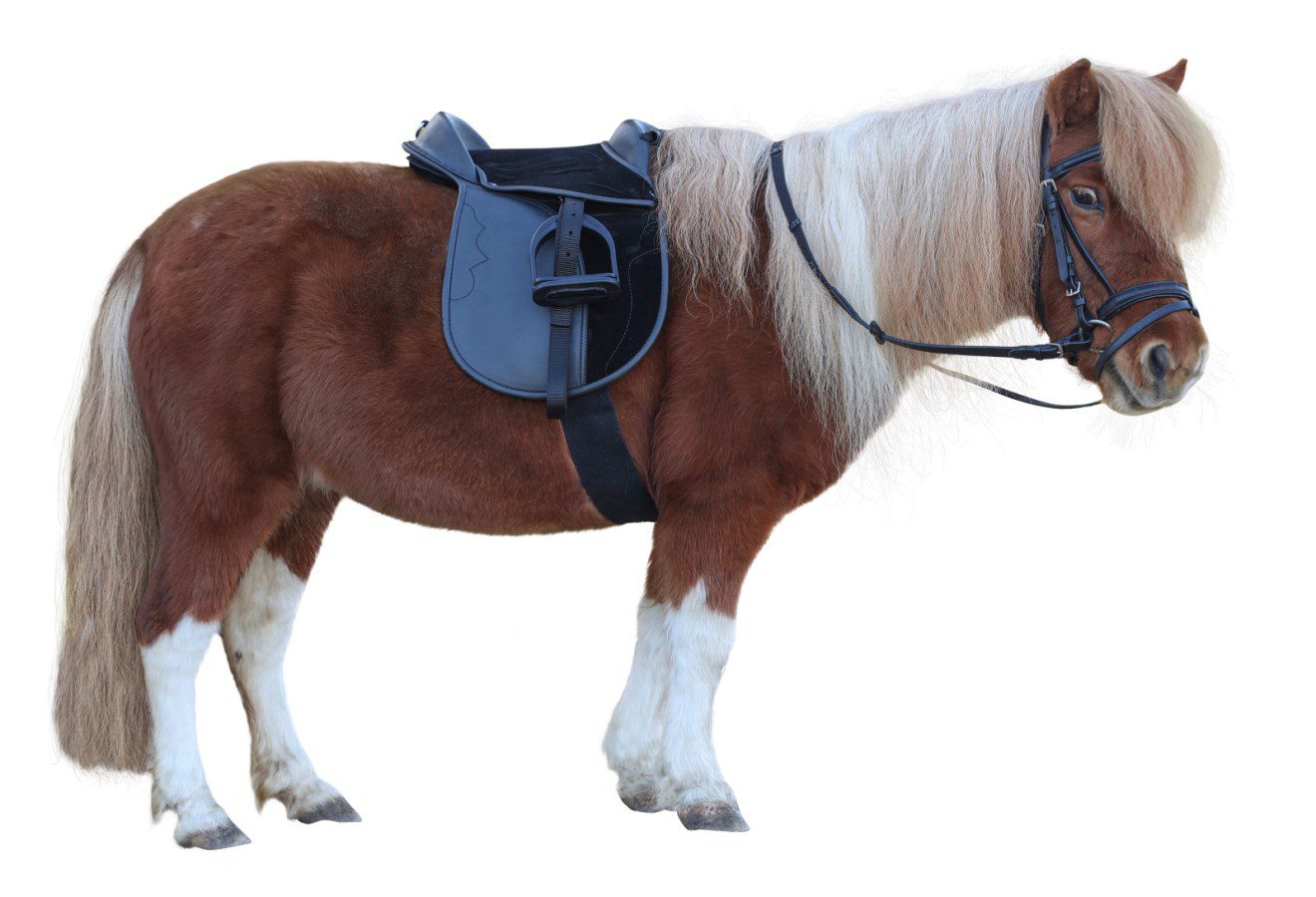 Balnas „Economy Pony“ | Avena