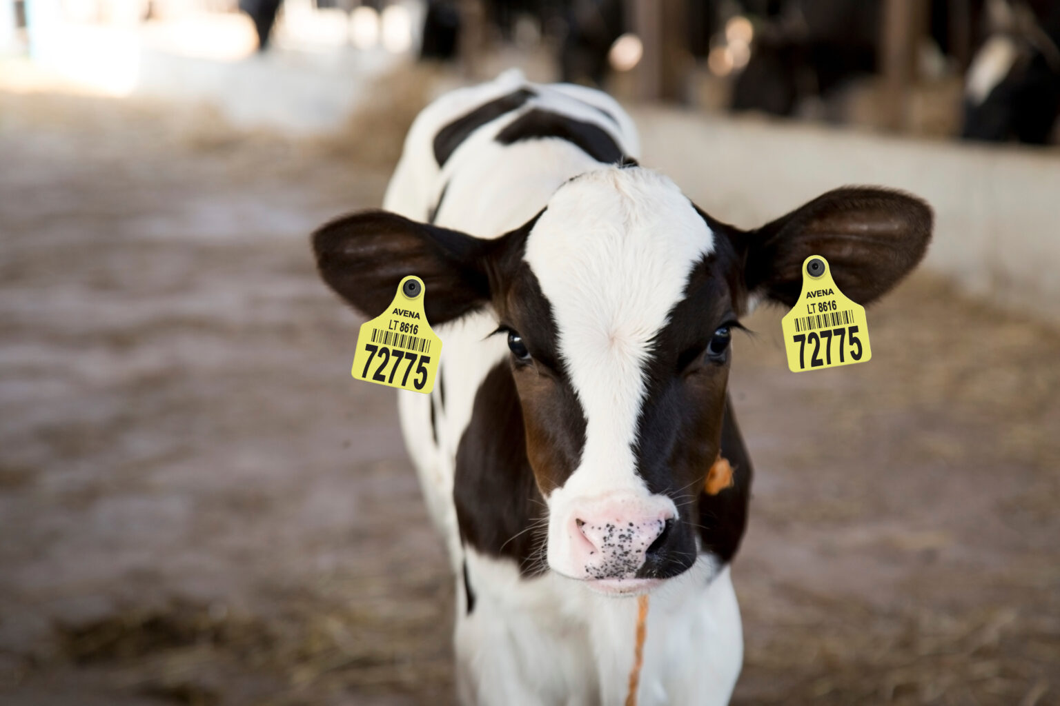 Galvijų ženklinimas - nauja įsago užrakto forma ir patarimai kaip ...